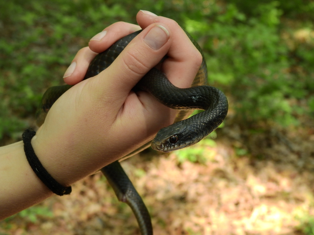 North American Racer from FM-557, Pittsburg, TX, US on April 15, 2023 ...