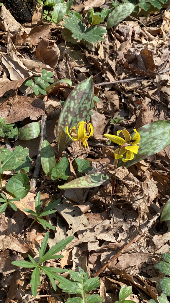 yellow trout lily from Okeana on April 8, 2023 at 04:22 PM by palandor ...