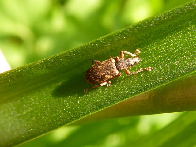 Polydrusus tereticollis from East Sussex, UK on April 15, 2023 at 01:36 ...