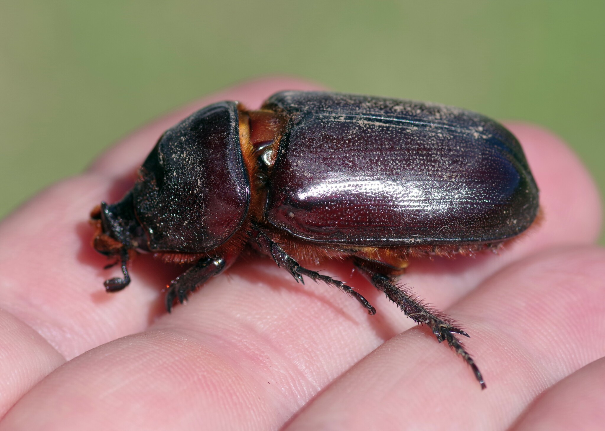 Oryctes monoceros (Olivier, 1789)