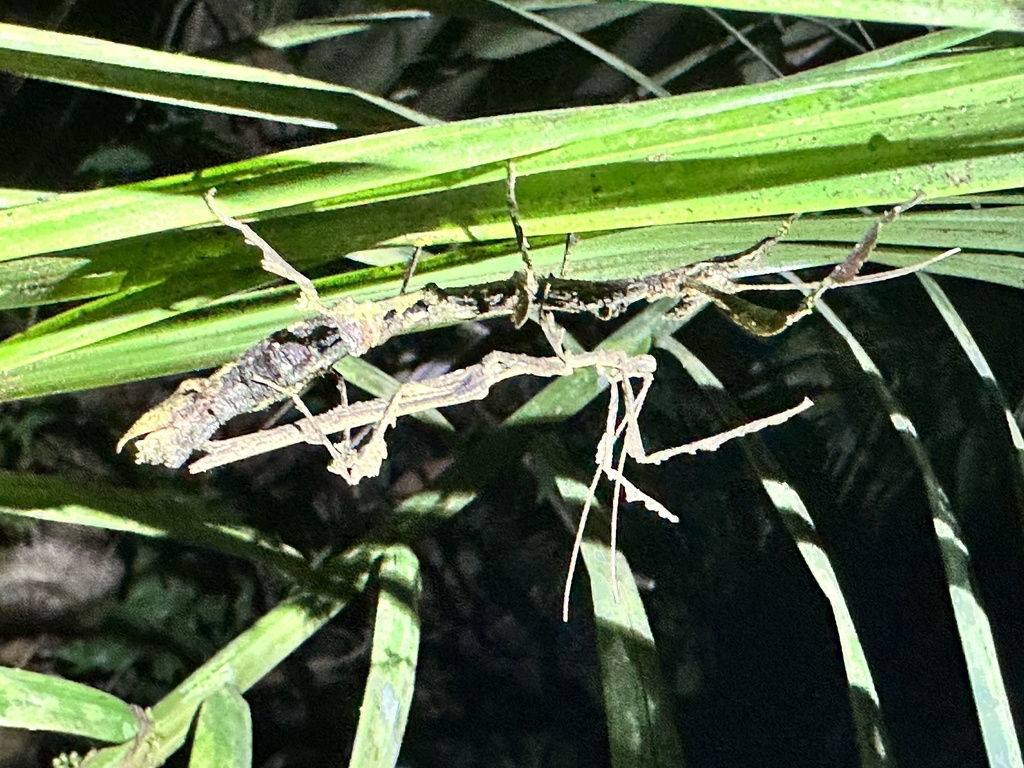 Common Walking Stick Insects from Shushufindi, EC-SU, EC on April 14 ...