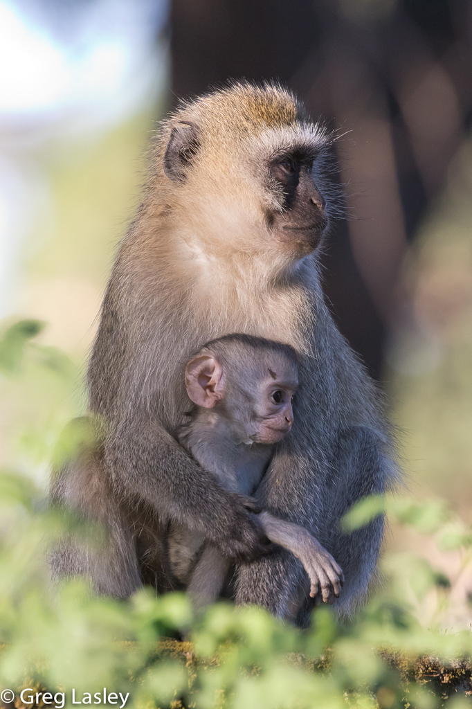 Cercopithecines (Cercopithecinae) - Know Your Mammals