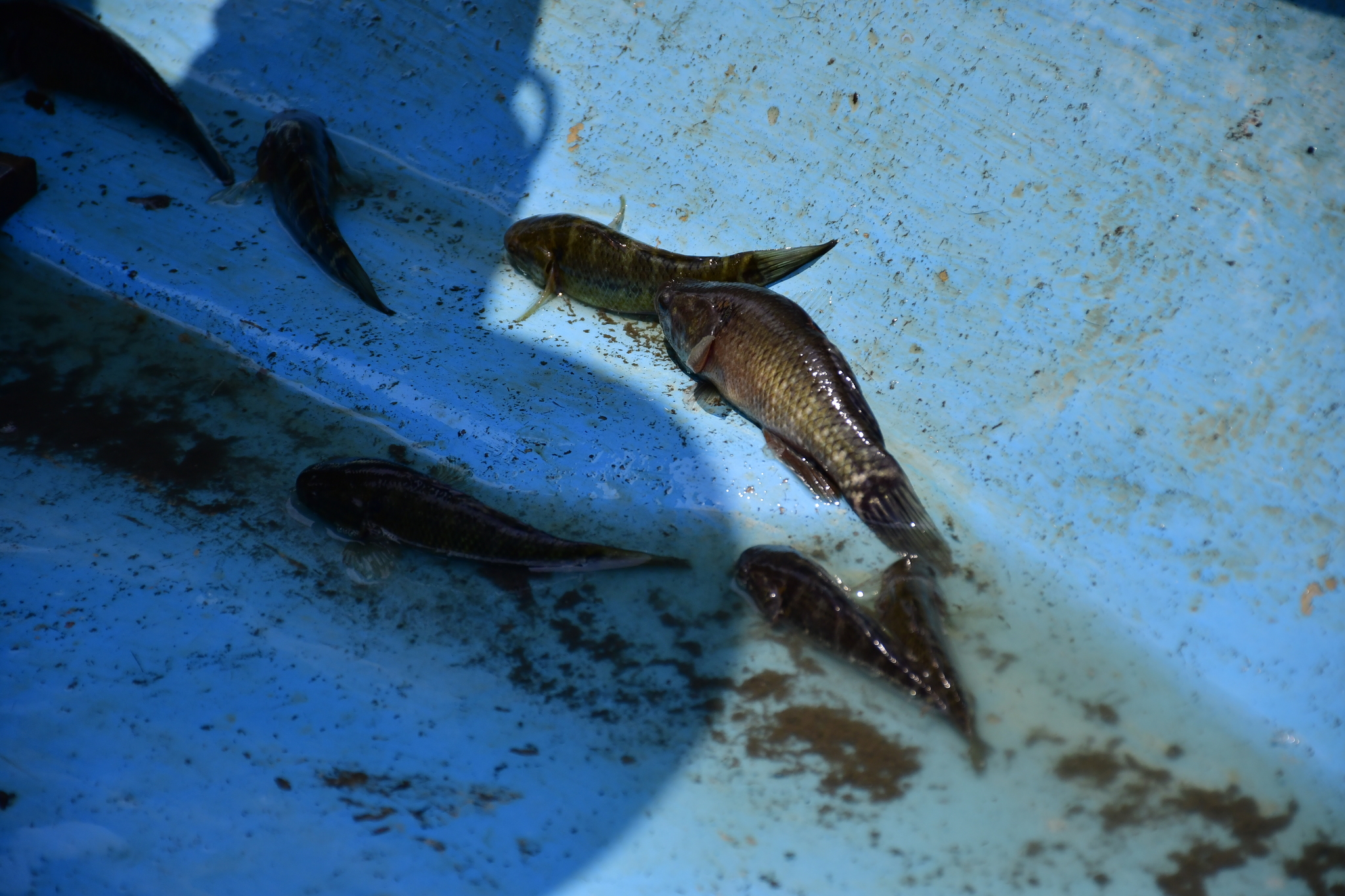 Dormitator latifrons (Richardson, 1844)