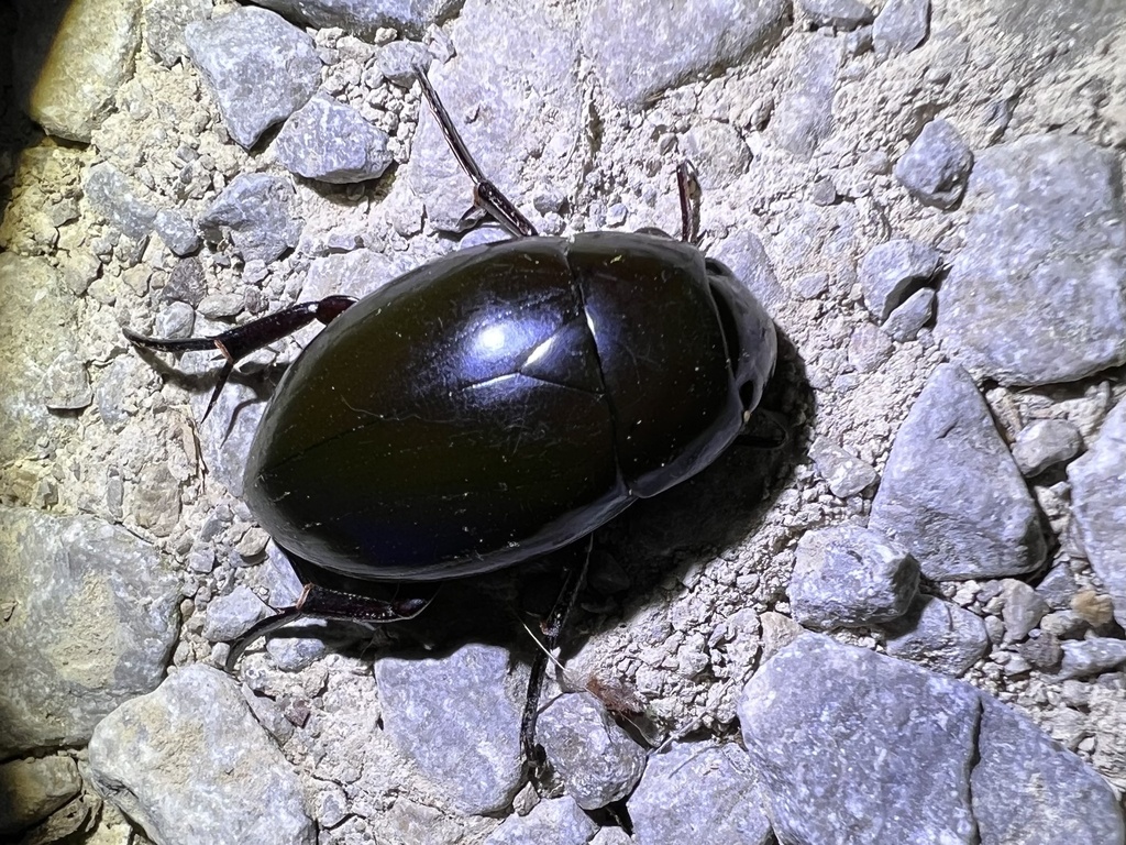 Hydrophilus ovatus from N County Road 2080E, Ashmore, IL, US on April ...