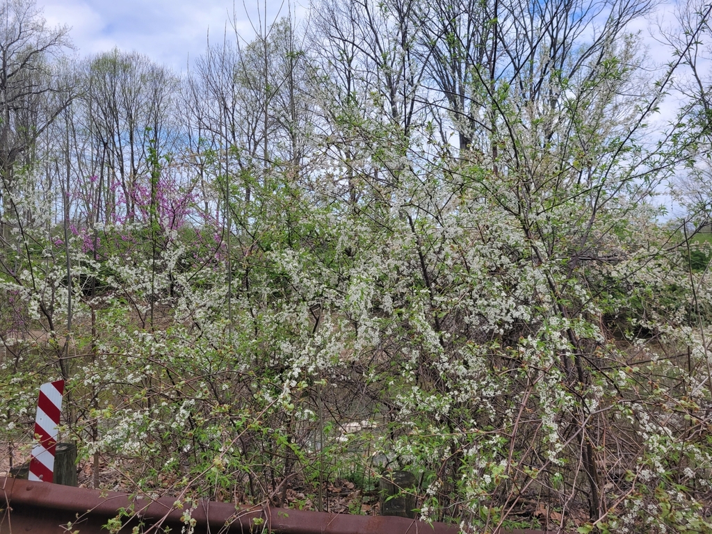 Wild Goose Plum from Crosby Township, OH, USA on April 15, 2023 at 11: ...