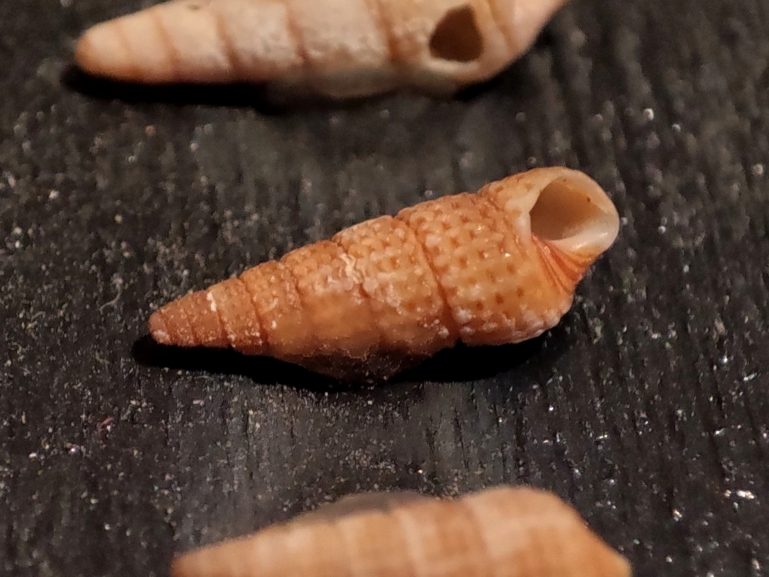 Bittium reticulatum (da Costa, 1778)