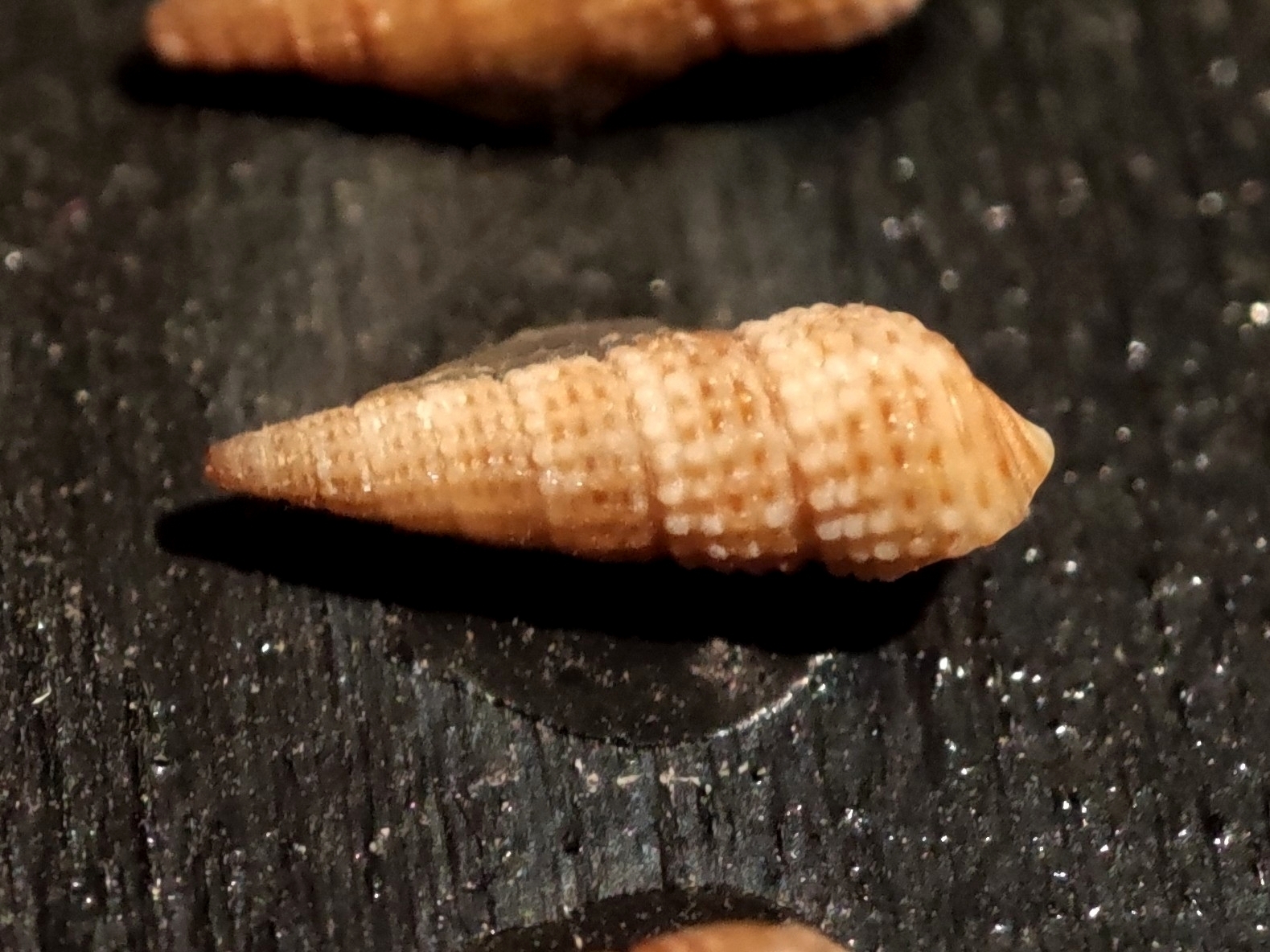 Bittium reticulatum (da Costa, 1778)