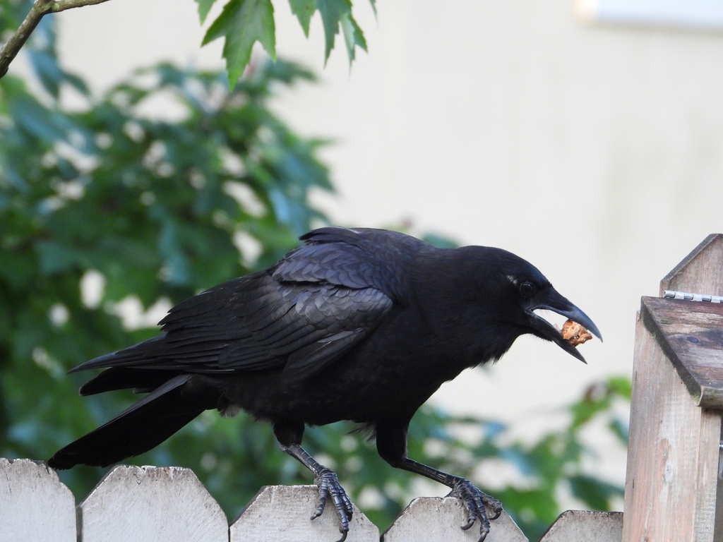 Crows and Ravens from Southside, Jacksonville, FL, USA on April 11 ...