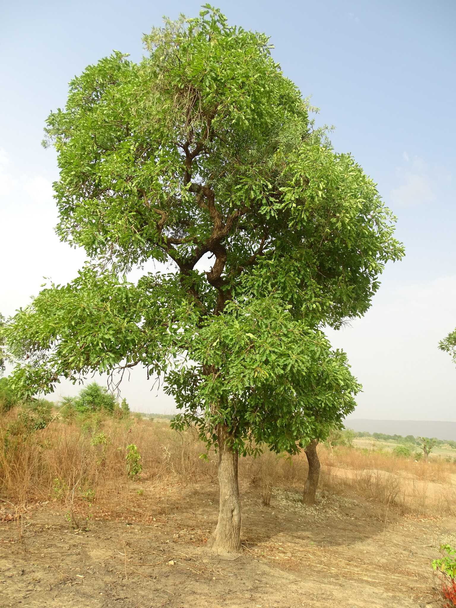 Vitellaria paradoxa C.F.Gaertn.