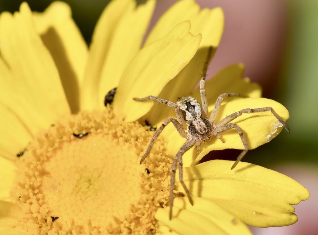 Thanatus from 7200 Campinho, Portugal on April 15, 2023 by Axel ...