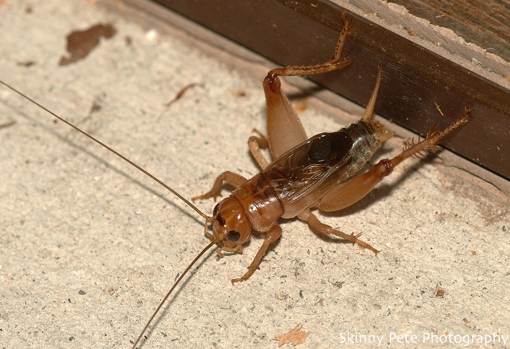 Common Short-tailed Cricket from Volusia County, FL, USA on April 14 ...