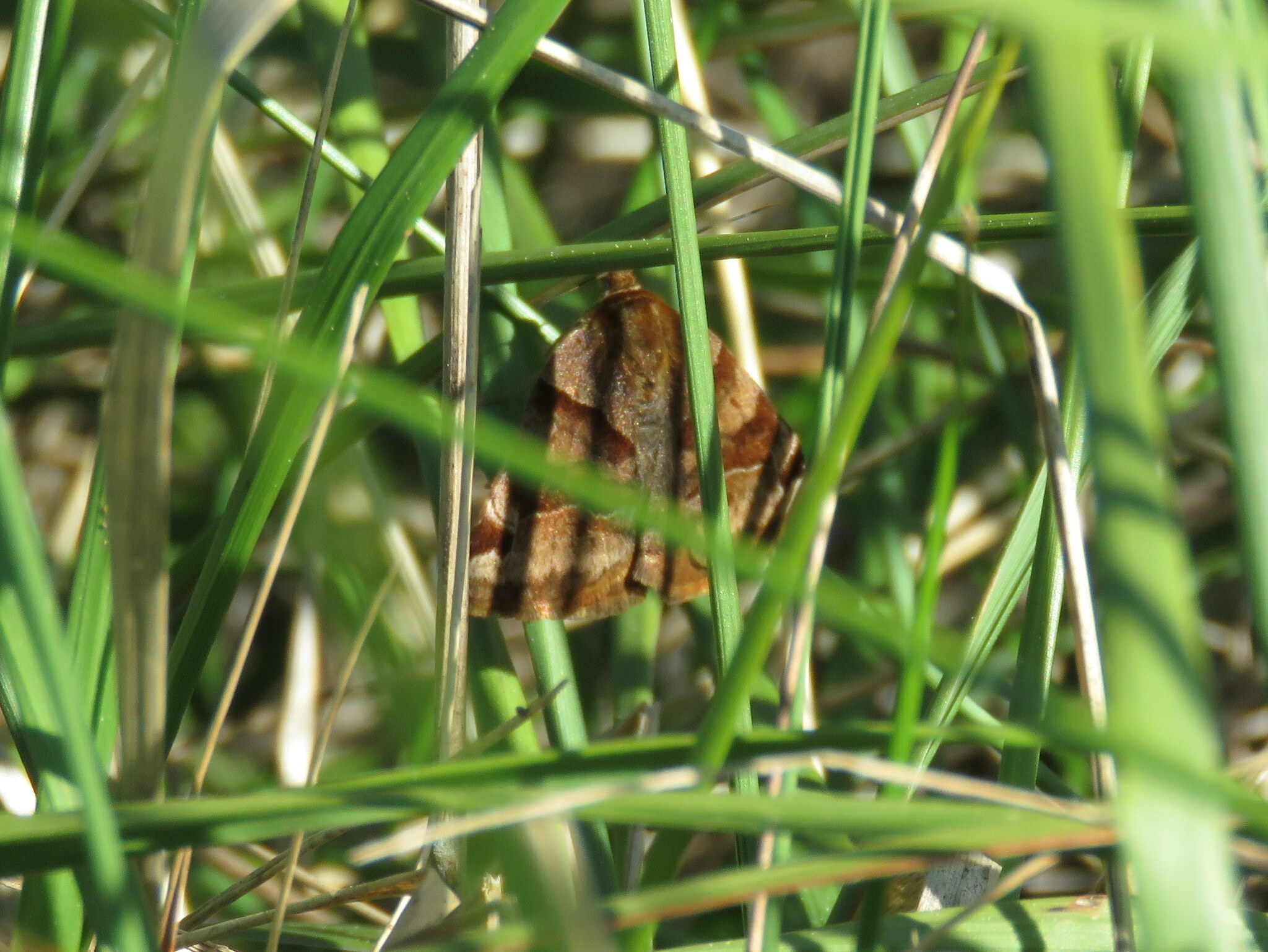 Euclidia glyphica Linnaeus, 1758