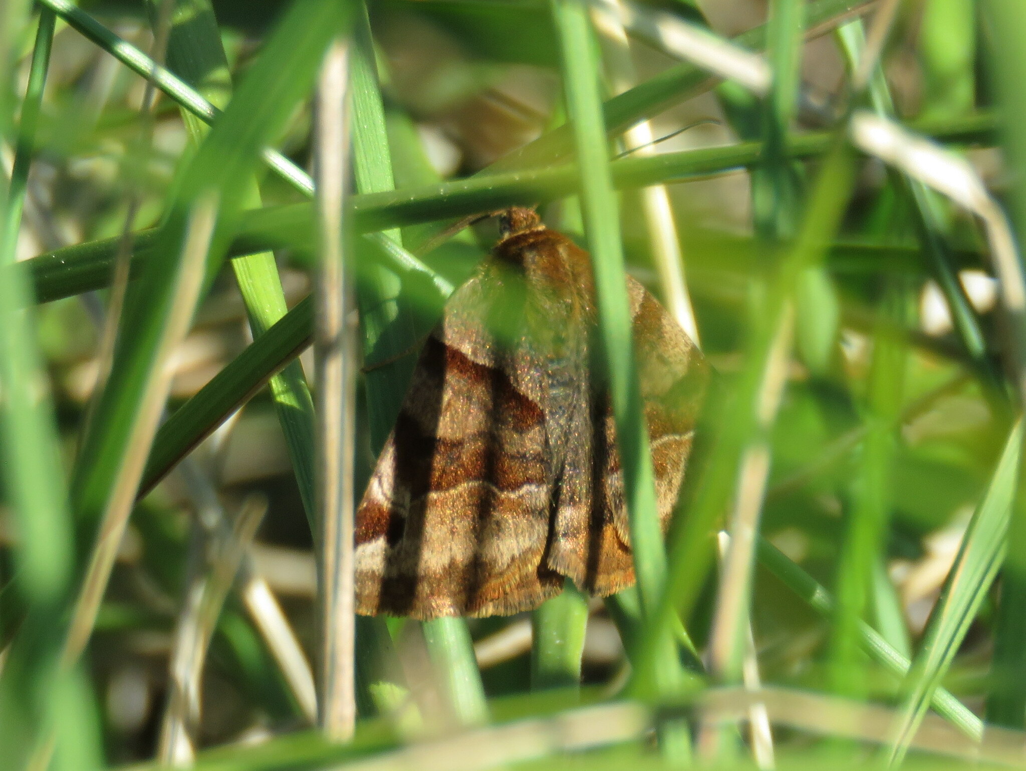 Euclidia glyphica Linnaeus, 1758