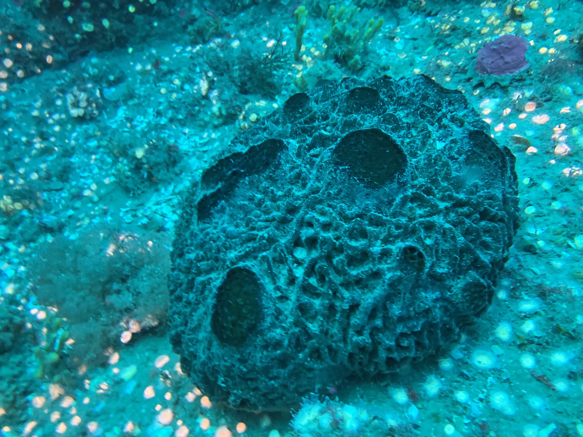 Polymastia Bowerbank, 1862