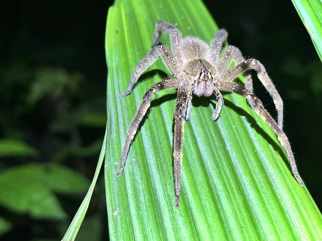 Brazilian Wandering Spider from Shushufindi, EC-SU, EC on April 14 ...