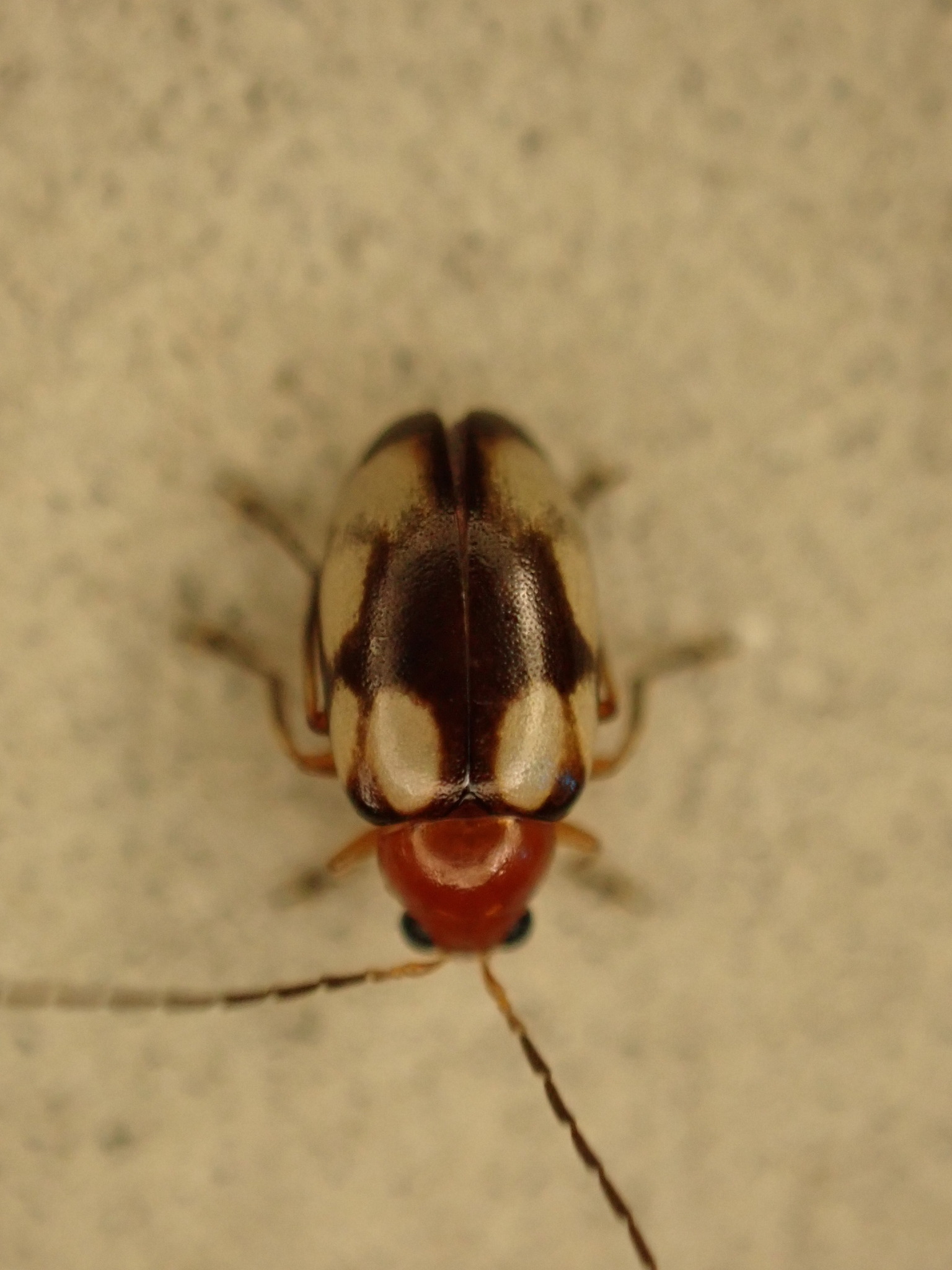 Monolepta signata (Olivier, 1808)