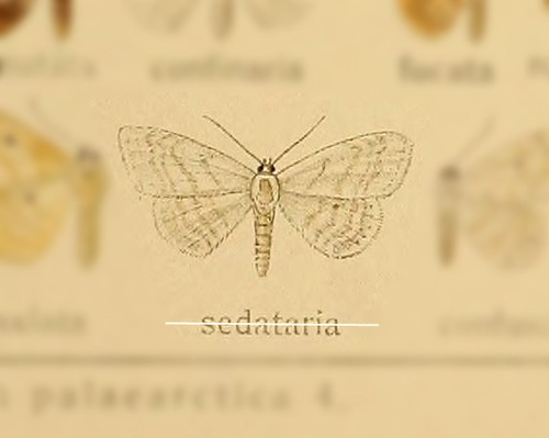 Scopula leuraria · iNaturalist