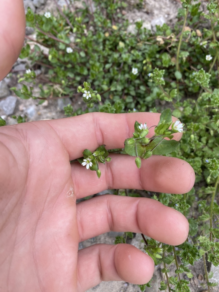 common chickweed from Pickford St, Northville, MI, US on April 15, 2023 ...