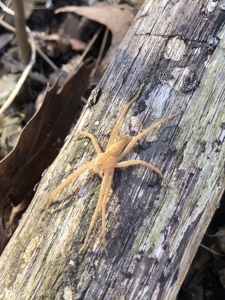 American Nursery Web Spider from Cheshire Rd, Galena, OH, US on April ...