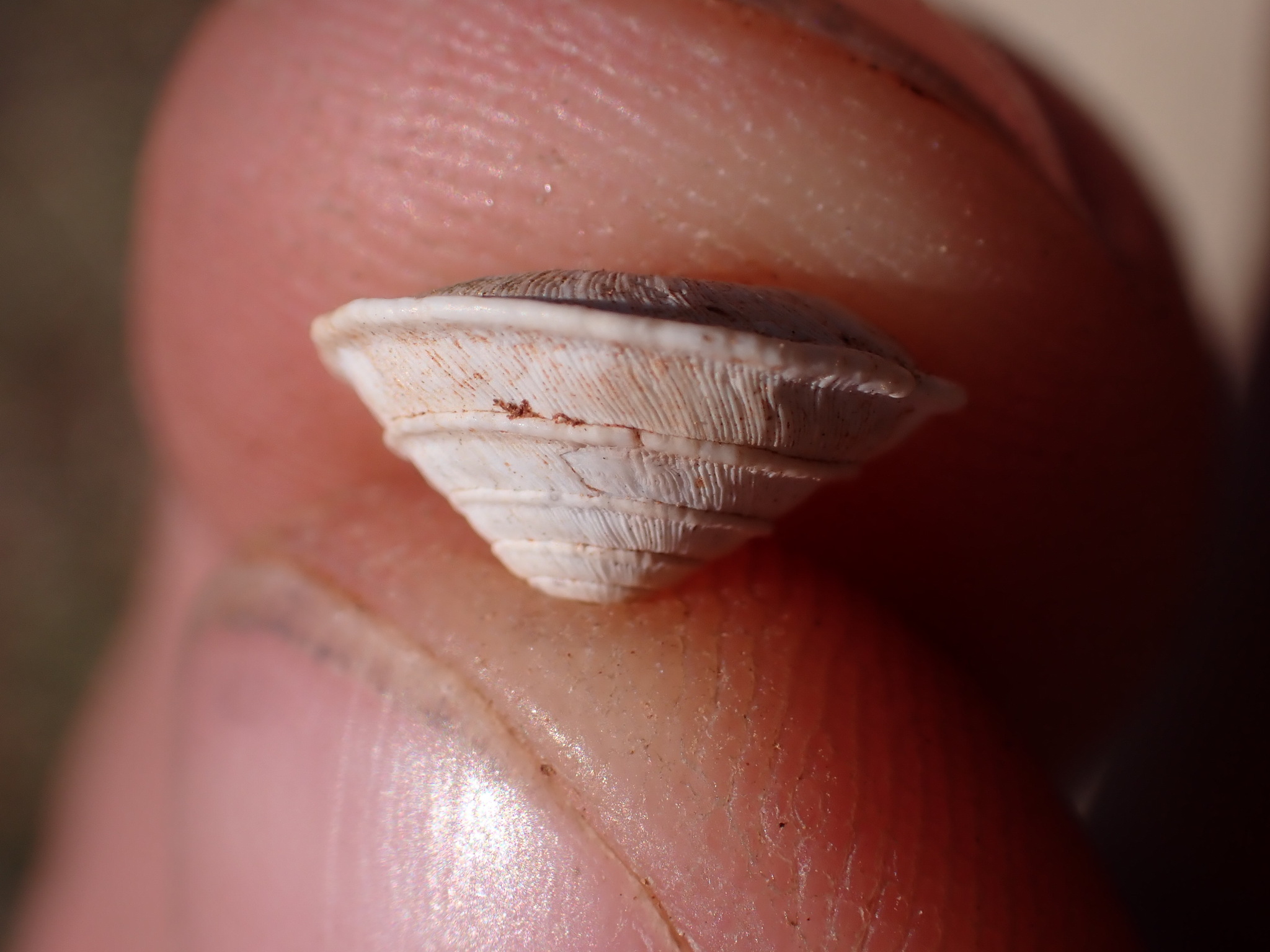 Trochoidea elegans (Gmelin, 1791)