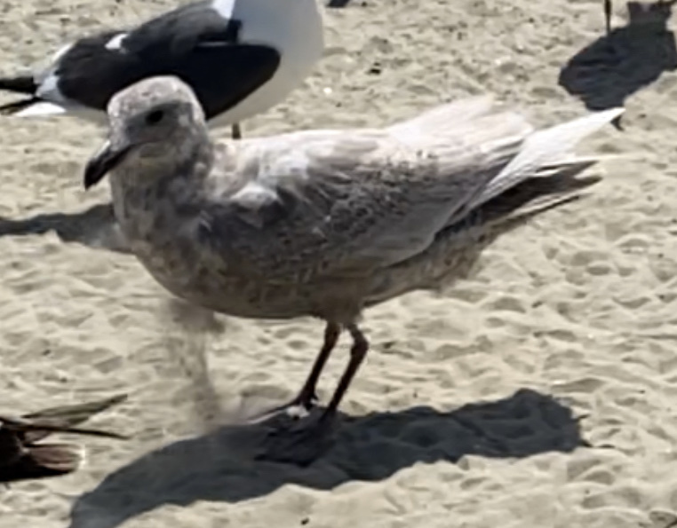 Glaucous-winged Gull from CA, US on April 15, 2023 at 11:42 AM by Kyle ...