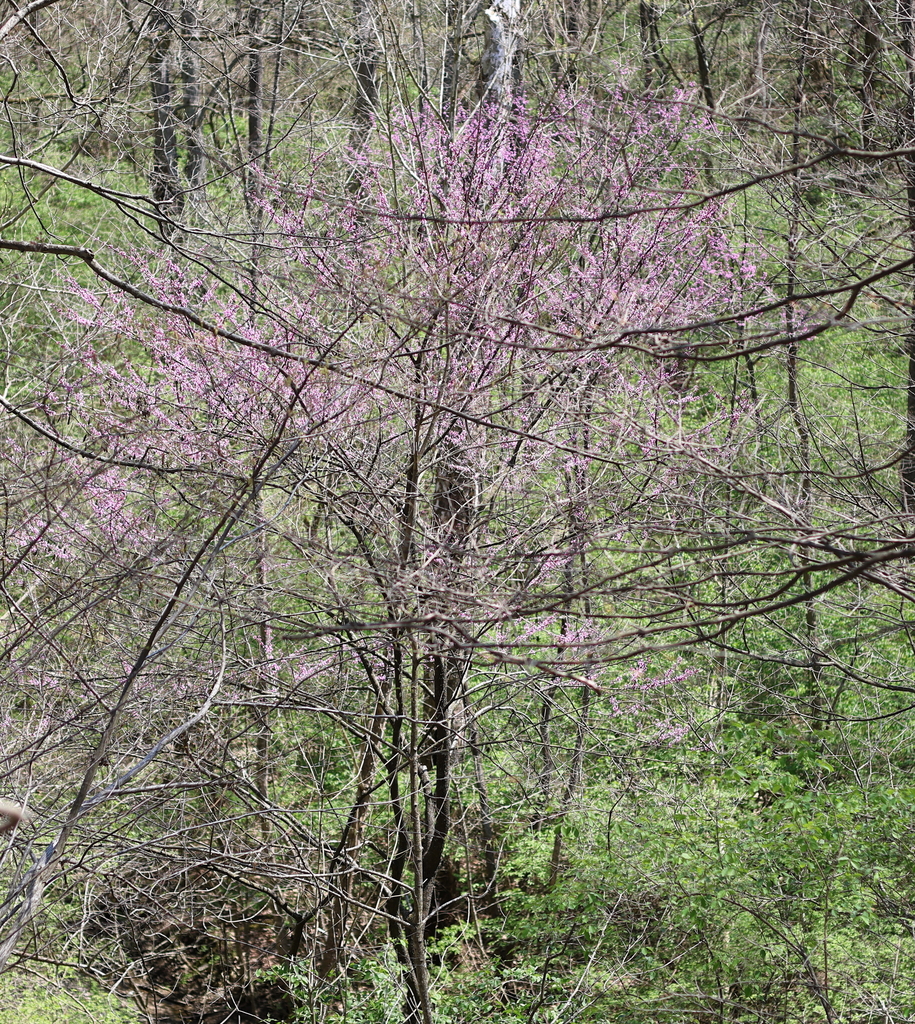 eastern redbud from Greene County, OH, USA on April 15, 2023 at 01:43 ...