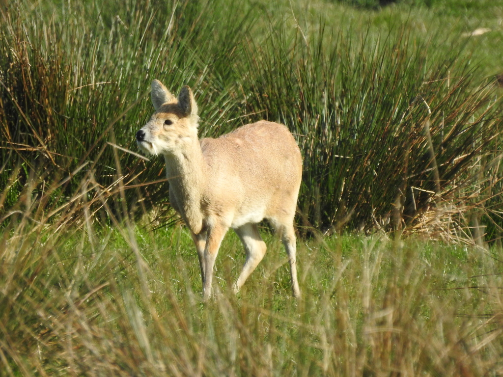 Water Deer in April 2023 by heliastes21. At least 8 individuals, some ...