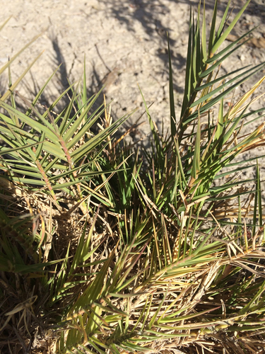 Saltgrass (Plants of Lathrop State Park) · iNaturalist