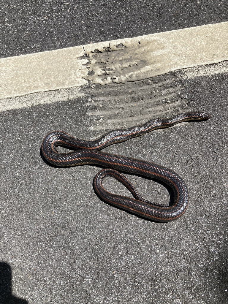 Rainbow Snake in April 2023 by Padraic Robinson · iNaturalist