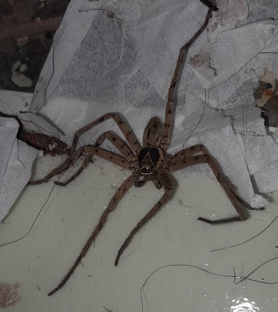Pantropical Huntsman Spider from Colonia 30 de Noviembre, Tegucigalpa ...