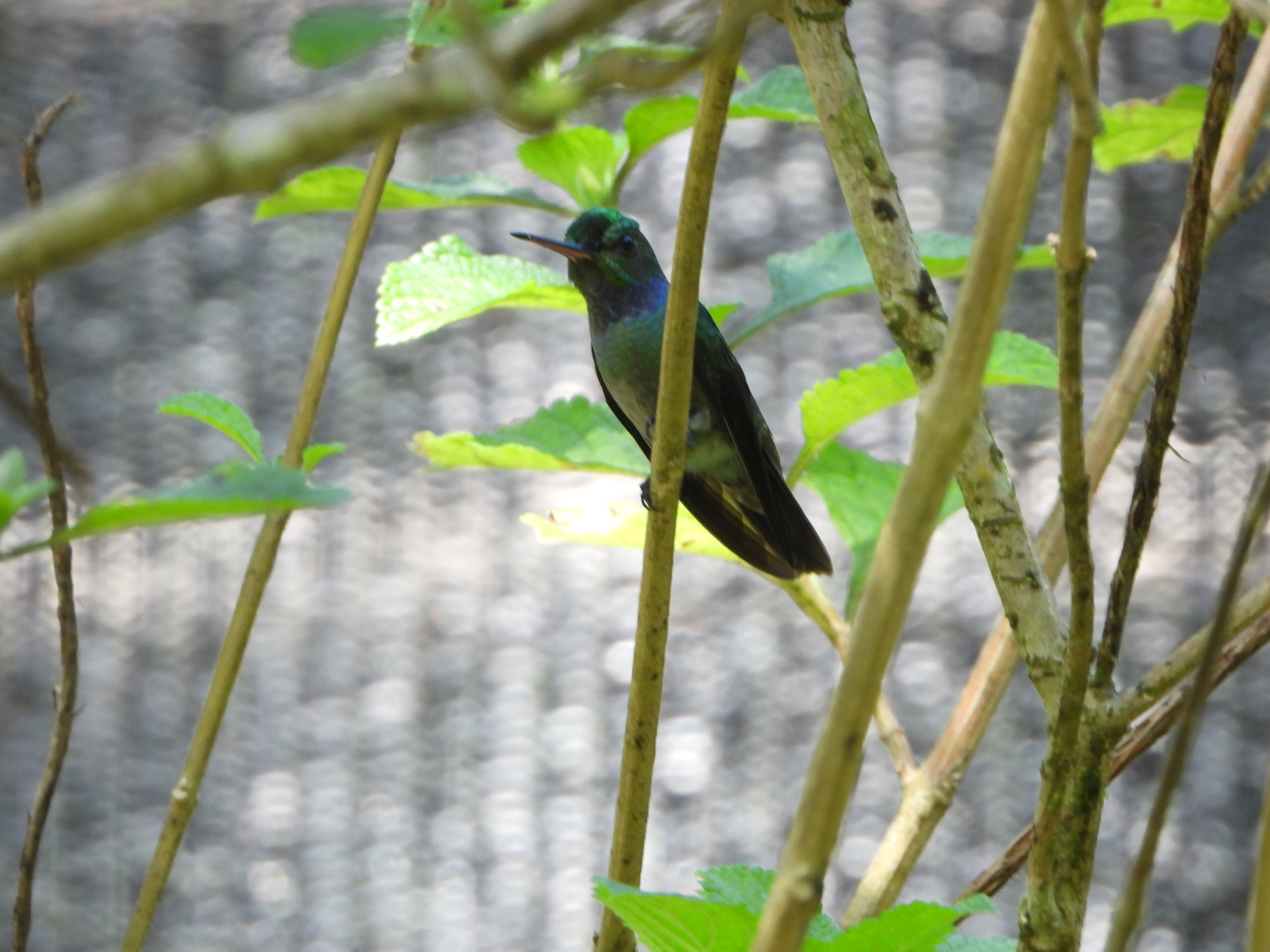 Polyerata decora Salvin, 1891