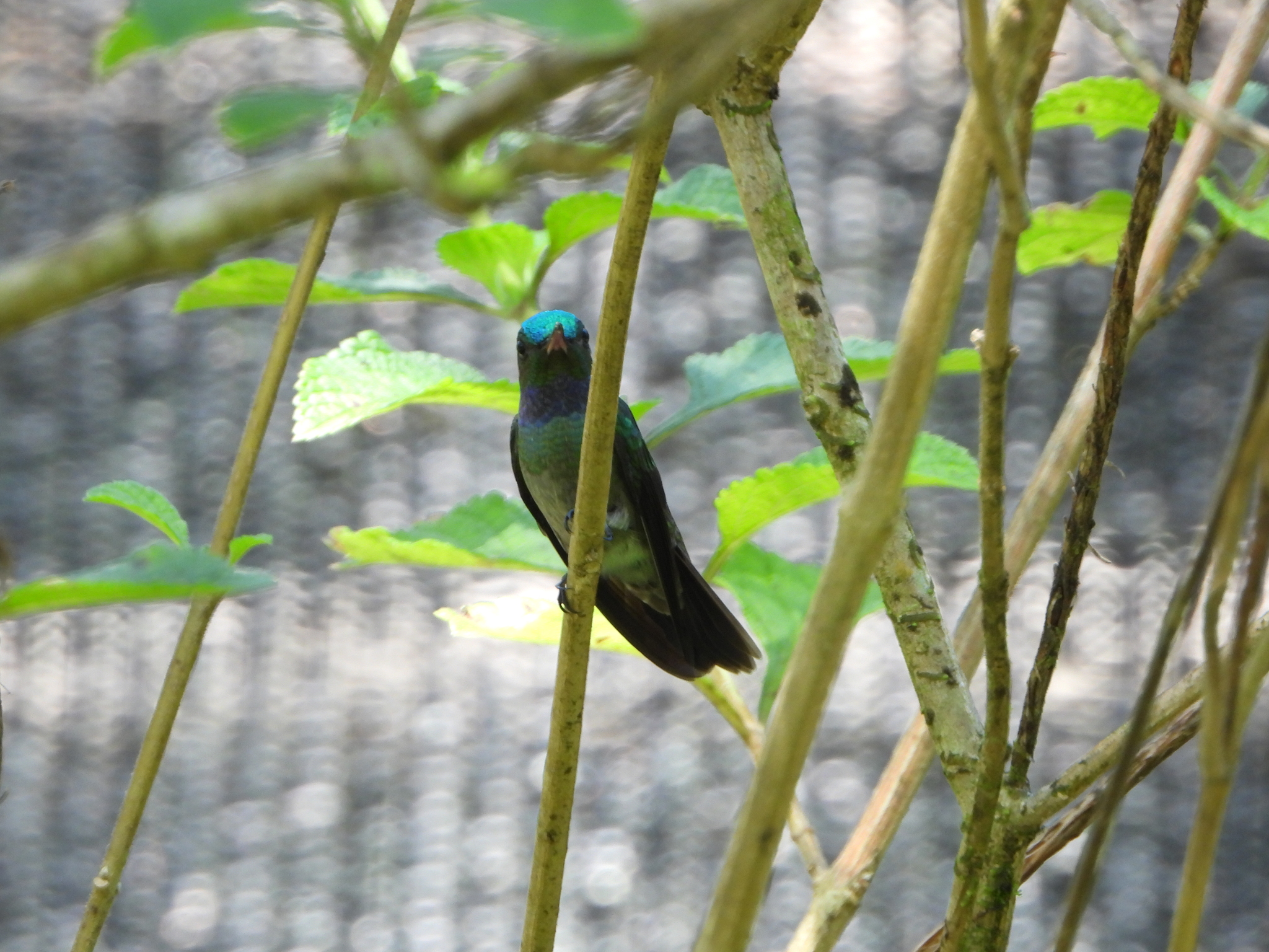 Polyerata decora Salvin, 1891