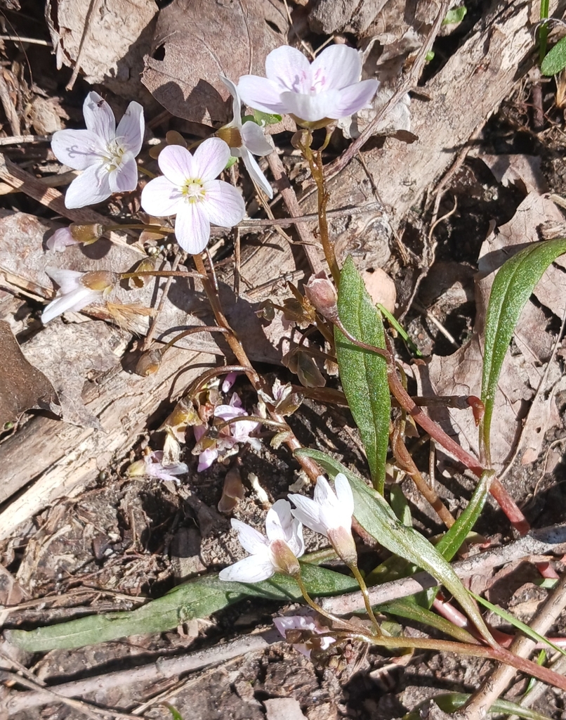 Virginia Springbeauty from Unorganized Centre Parry Sound District, ON ...