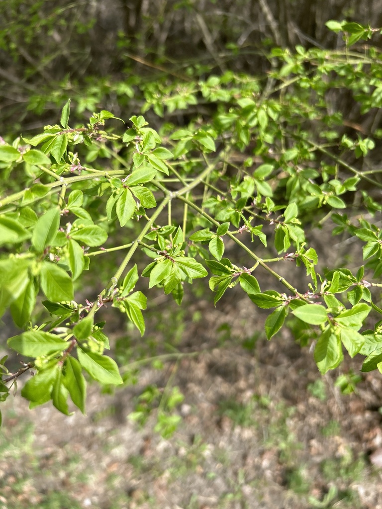 winged euonymus from Ping Tom Memorial Park, Chicago, IL, US on April ...