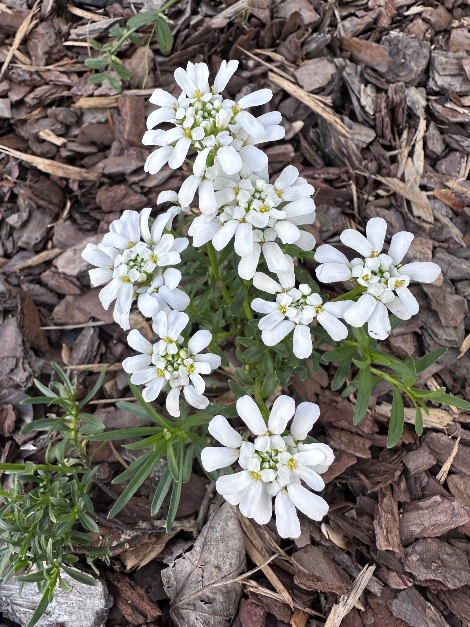 Iberis sempervirens L.