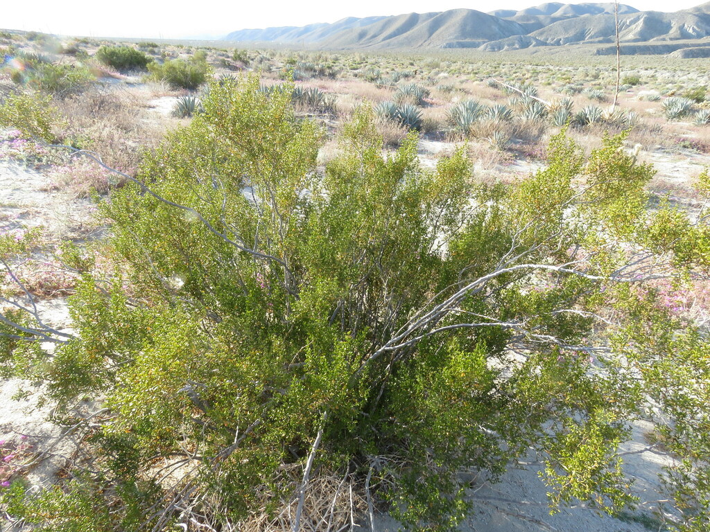 Creosote Bush from June Wash, Anza Borrego State Park, California on ...