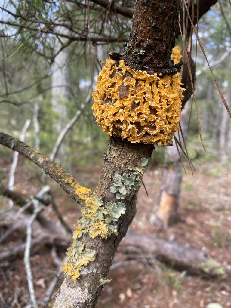 Pine-oak gall rust from Little Plymouth, VA, US on April 15, 2023 at 10 ...