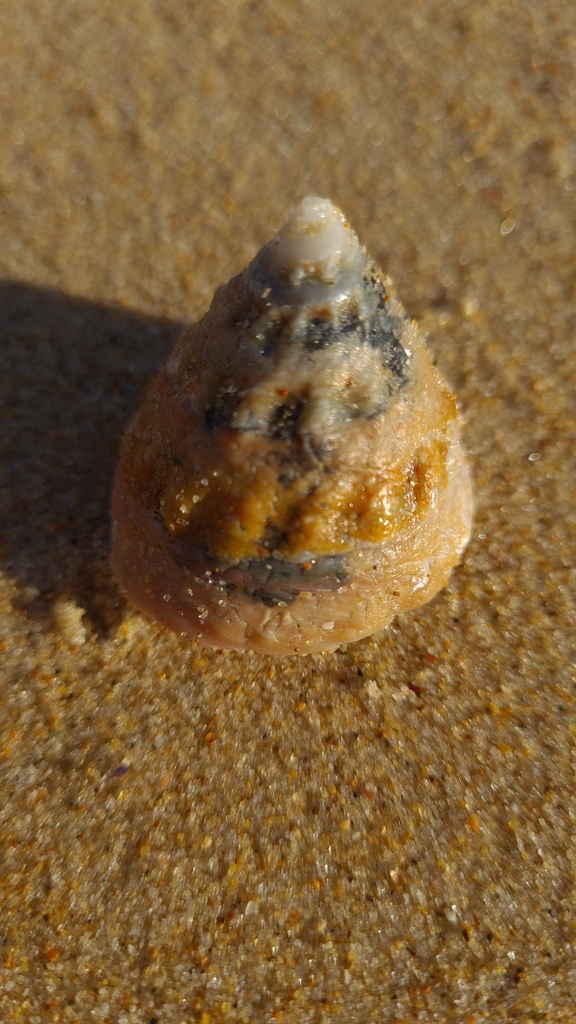Common Tent Shell from Black Head NSW 2430, Australia on April 9, 2023 ...