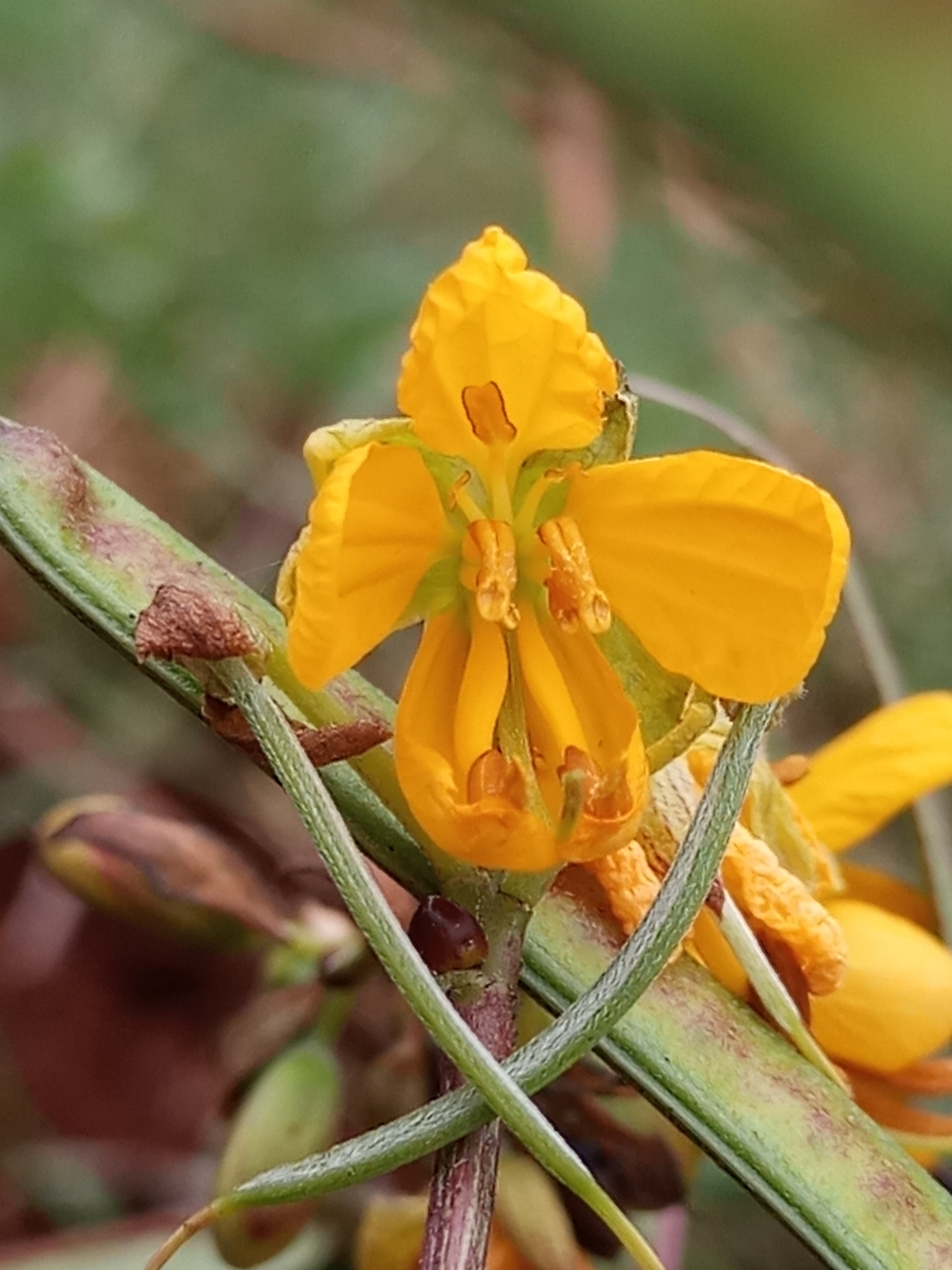 Senna occidentalis (L.) Link