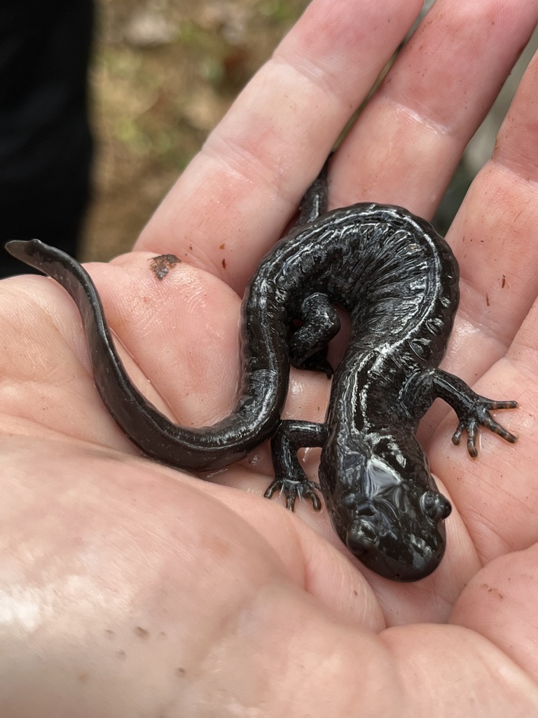 Jefferson Salamander in April 2023 by smiller824. Possible hybrid with ...