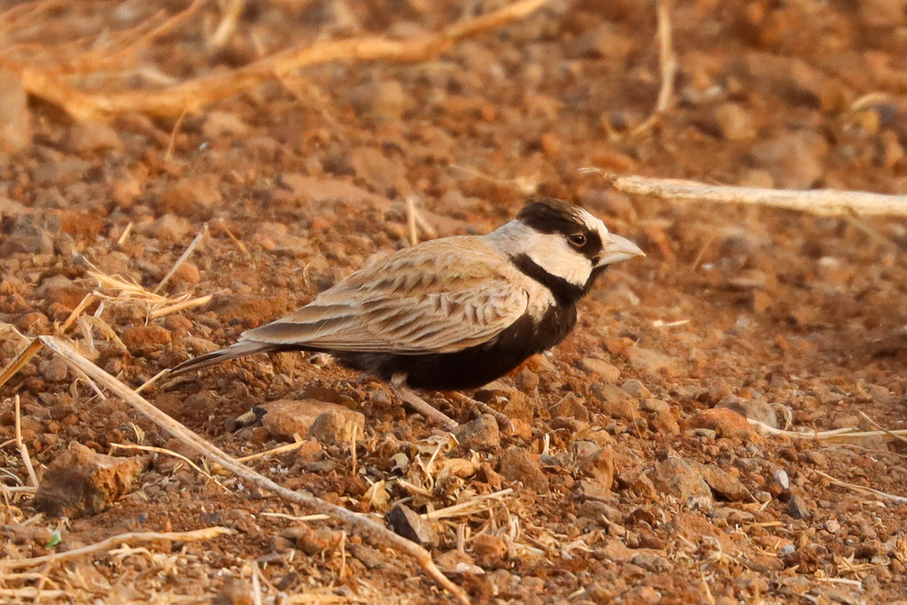 Black-crowned Sparrow-Lark from Praia, Kap Verde on April 2, 2023 at 11 ...
