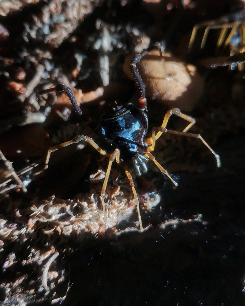 Sadocus asperatus from Curacautín, Araucanía, Chile on April 15, 2023 ...