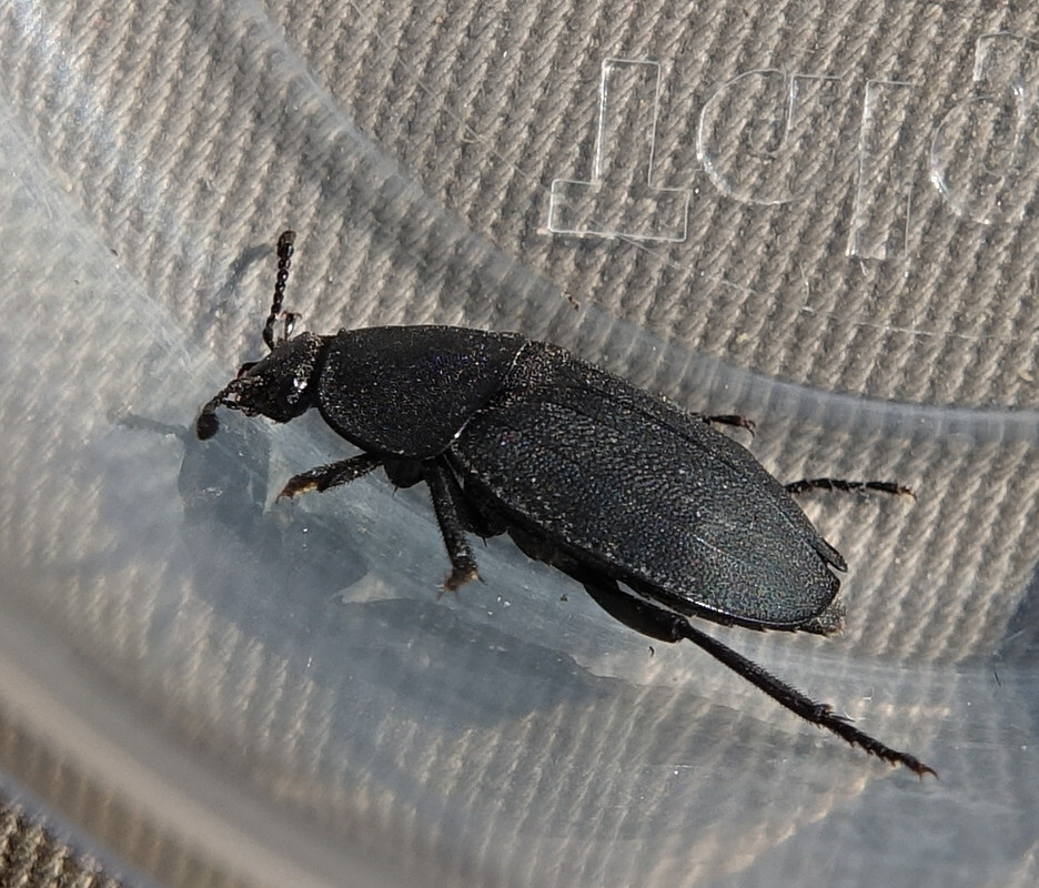 Silpha obscura Linnaeus, 1758