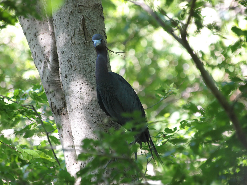 Little Blue Heron from UTSW rookery Campus, Dallas, TX 75390, USA on ...