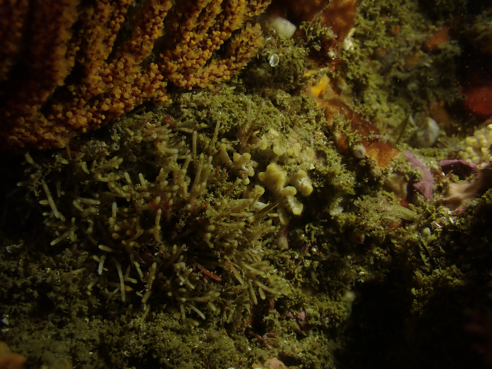 Polycera atra MacFarland, 1905