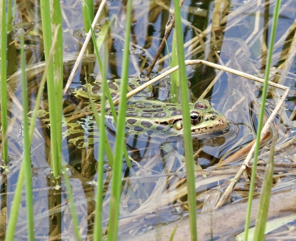 Northern Leopard Frog from Glendale, Niagara on the Lake, ON, CA on ...