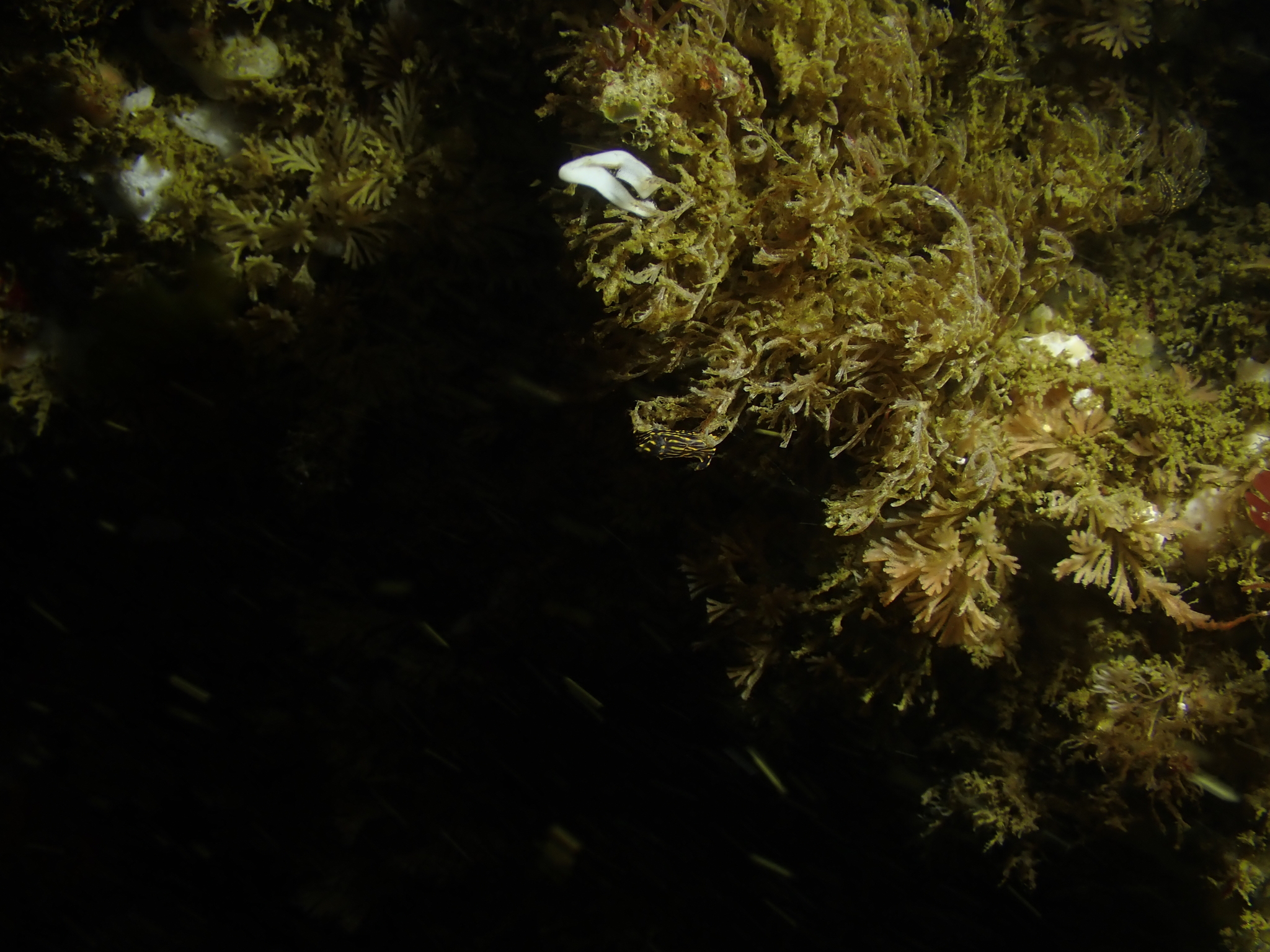 Polycera atra MacFarland, 1905