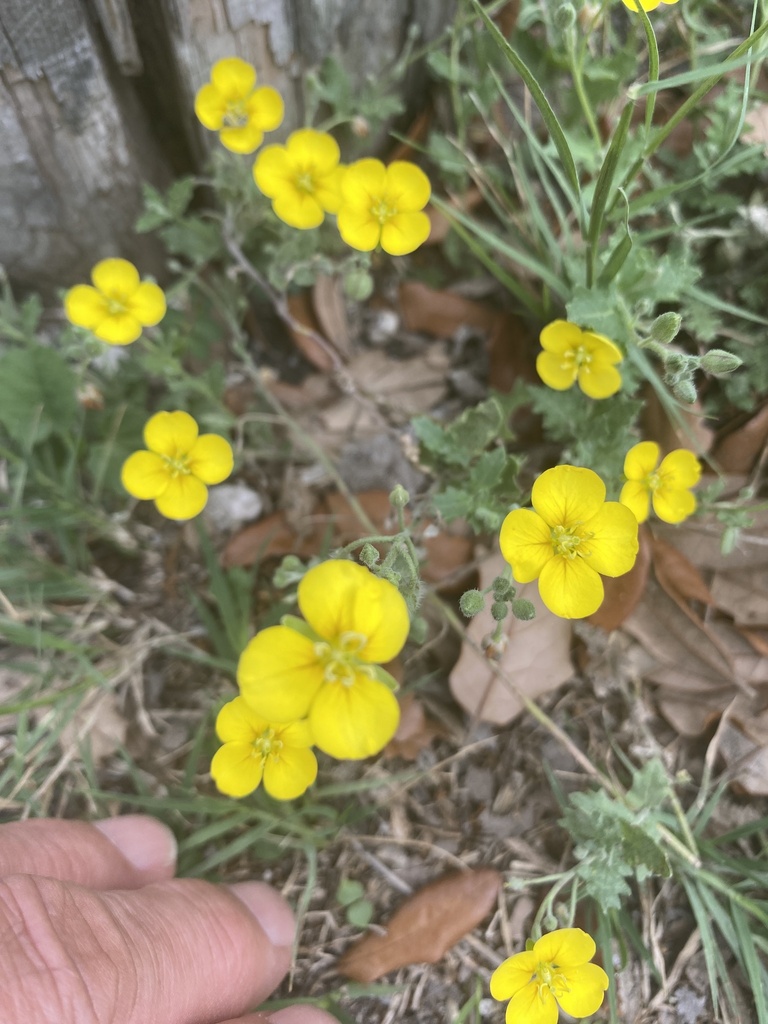 Fendler's bladderpod from County Road 69, Corpus Christi, TX, US on ...