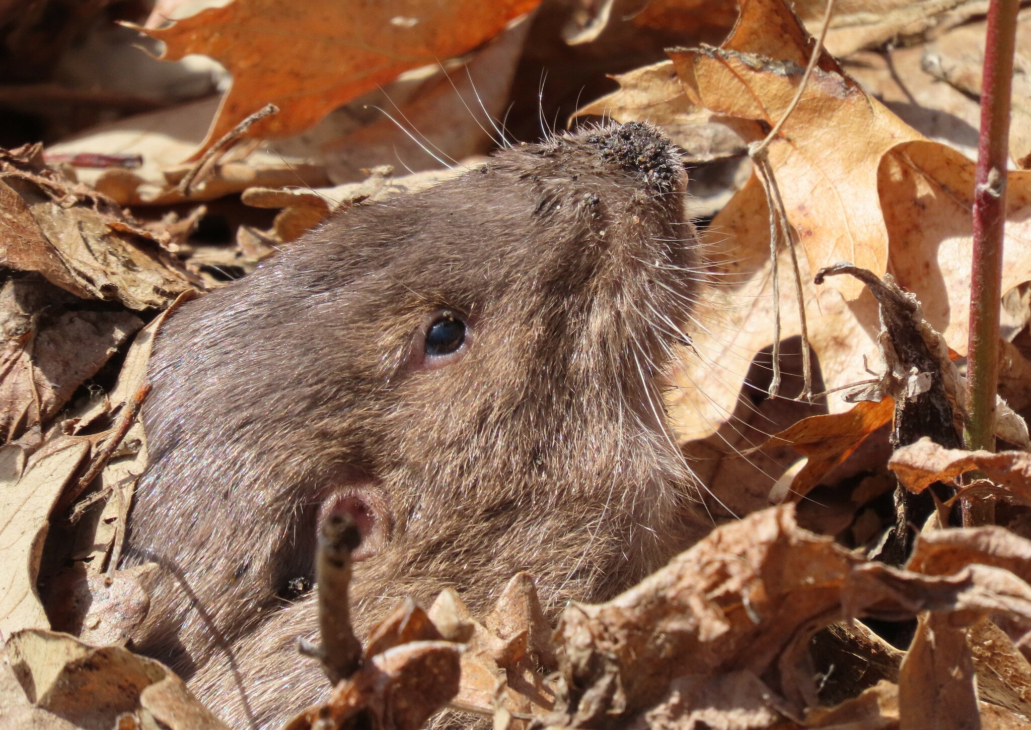 Geomys bursarius (Shaw, 1800)