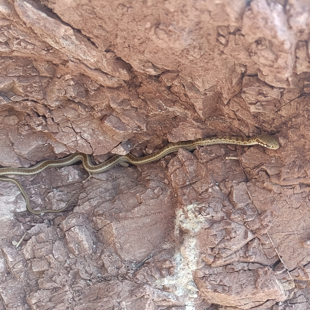 Spotted Ground-snake from Sucre, Bolivia on 15 April, 2023 at 11:44 AM ...